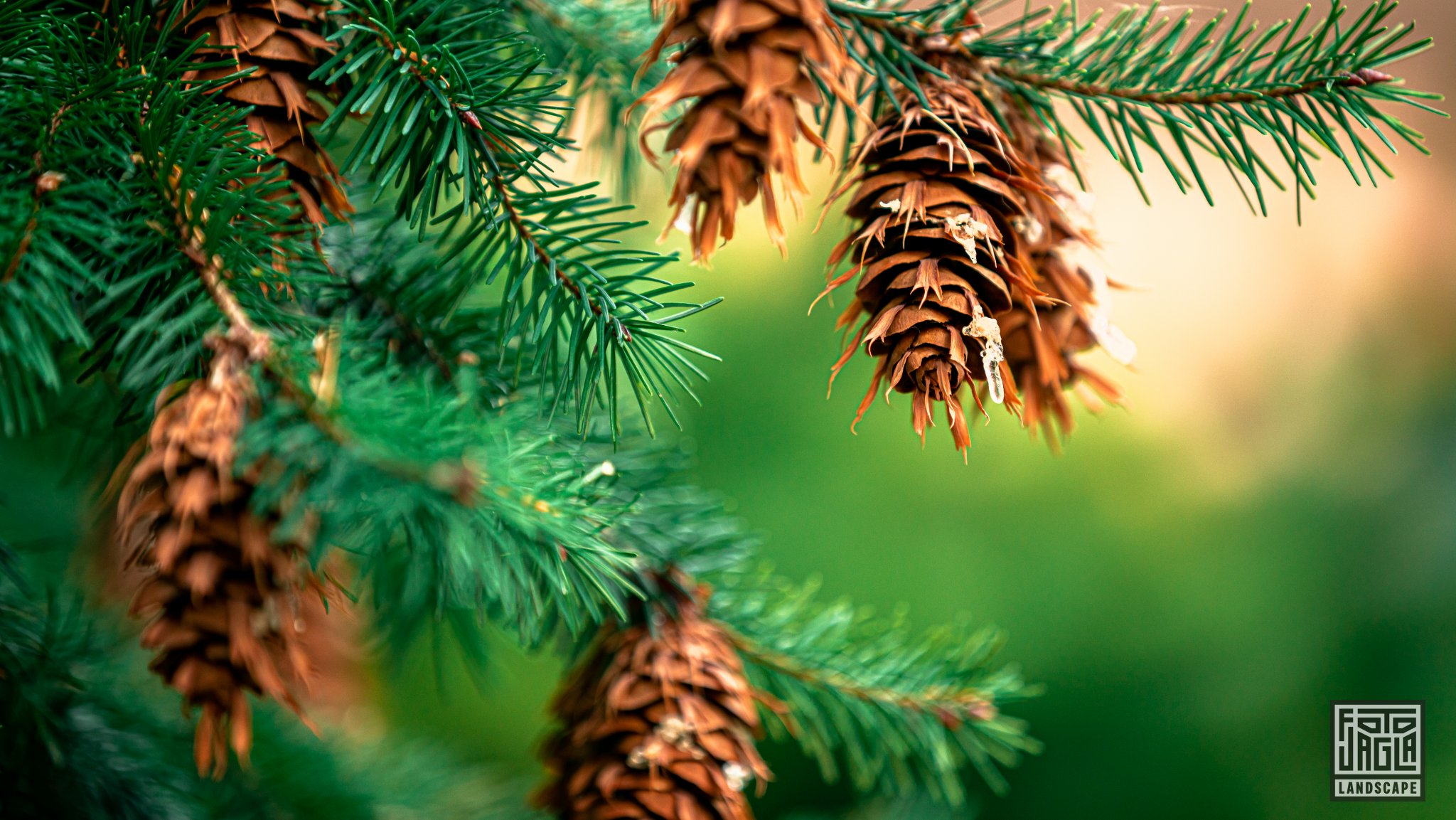Landschaftsfotografie aus Washington (USA)